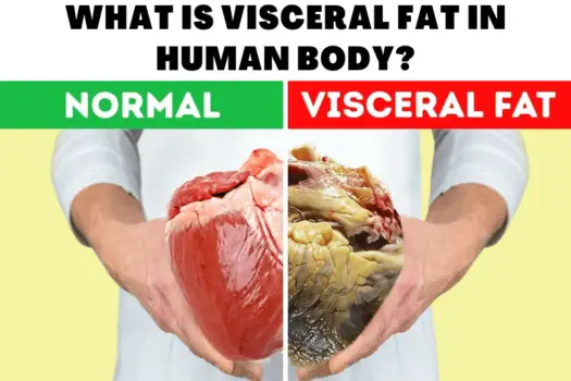 What Is Visceral Fat In Human Body?